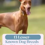 13 Lesser-Known Dog Breeds You’ll Instantly Fall In Love With