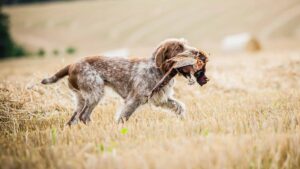 10 Italian Dog Breeds That Prove Italy Does More Than Just Pasta