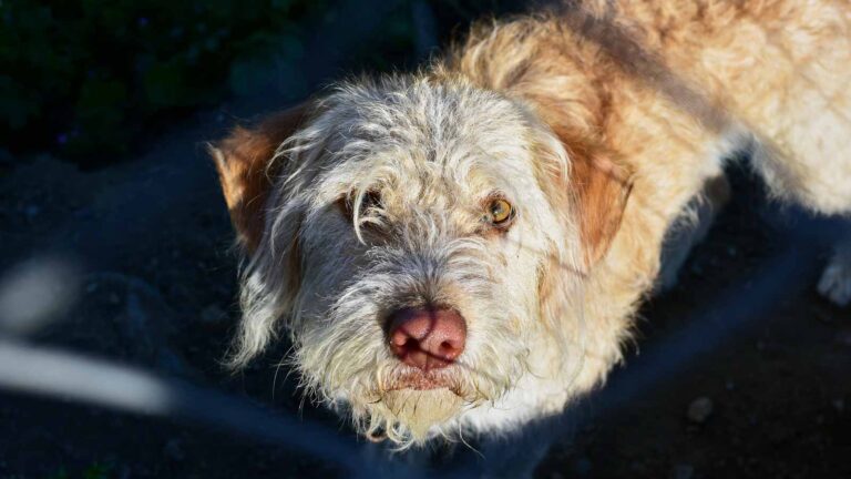 13 Dogs With Extra Toes, Webbed Feet or Other Unique Features That ...