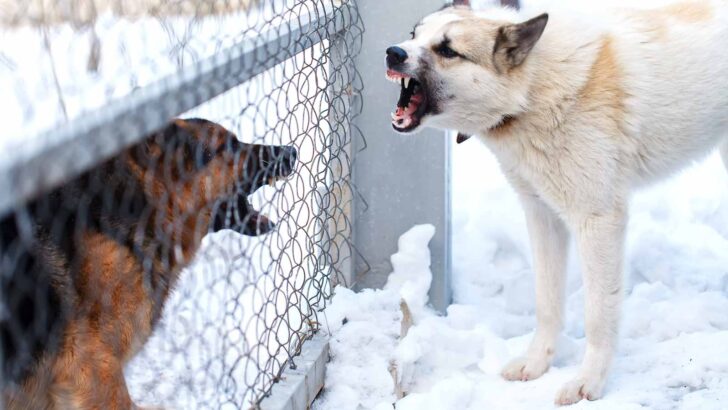 11 Most Intimidating Dog Breeds No One Will Dare Mess With