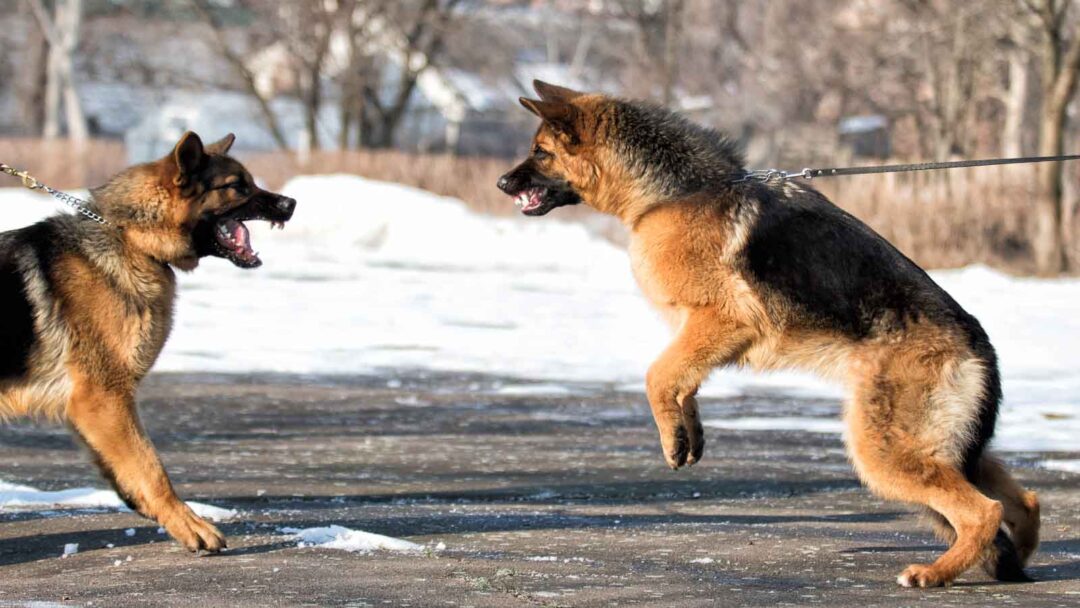 15 Signs Your Dog Is Stressed Out and How To Calm Them Down