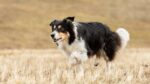 15 Best Dog Breeds For Every Farm Task