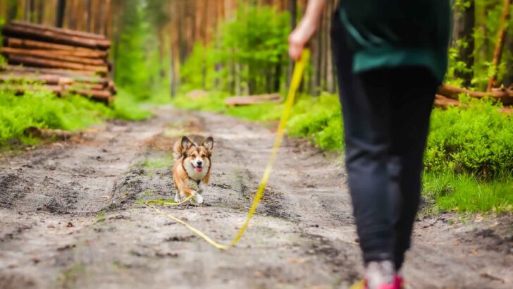 10 Ways to Teach Your Dog to Stay Close Without a Leash
