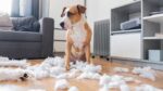 13 Clever Tricks Dogs Use To Manipulate Humans