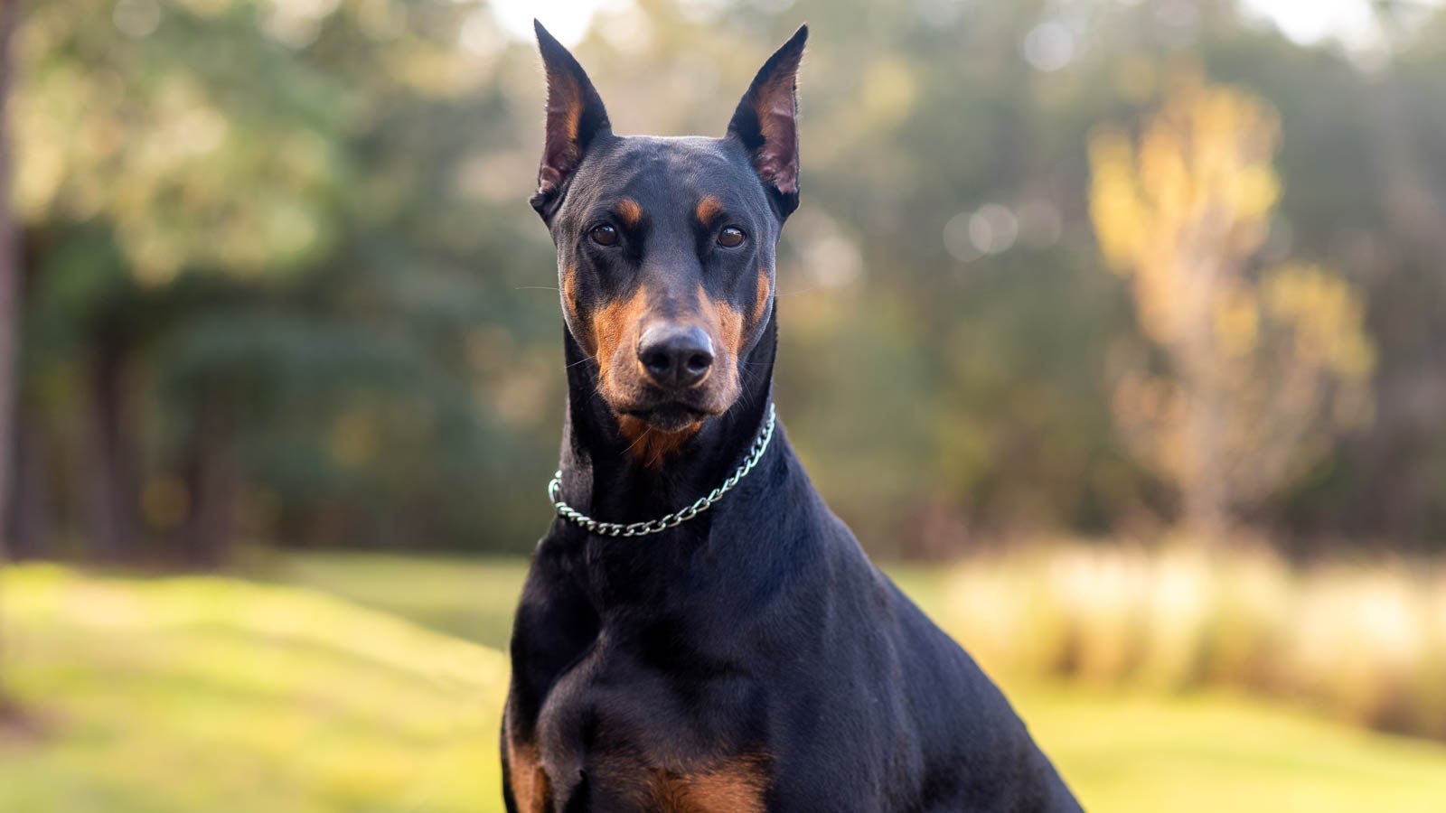 What Can My Dog Eat? - Answering the age old question - Can my dog eat ...