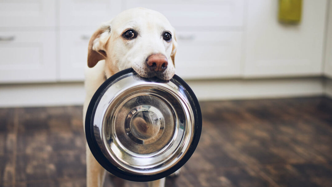 10 Foods Dogs Love That Are Actually Good for Them
