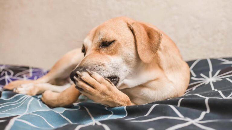 15 Signs Your Dog Is Stressed Out and How To Calm Them Down