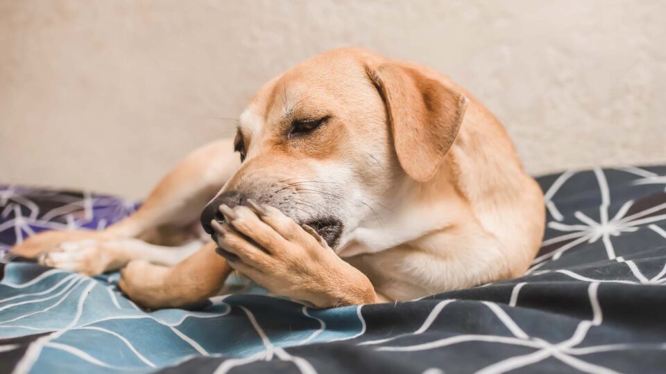 15 Signs Your Dog Is Stressed Out and How To Calm Them Down