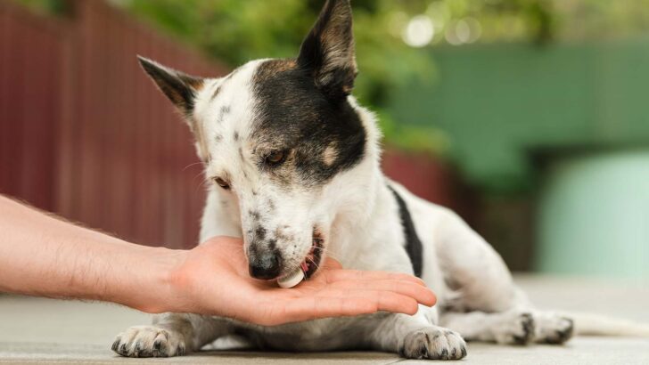 10 Common Dog Injuries Every Owner Should Know How To Handle