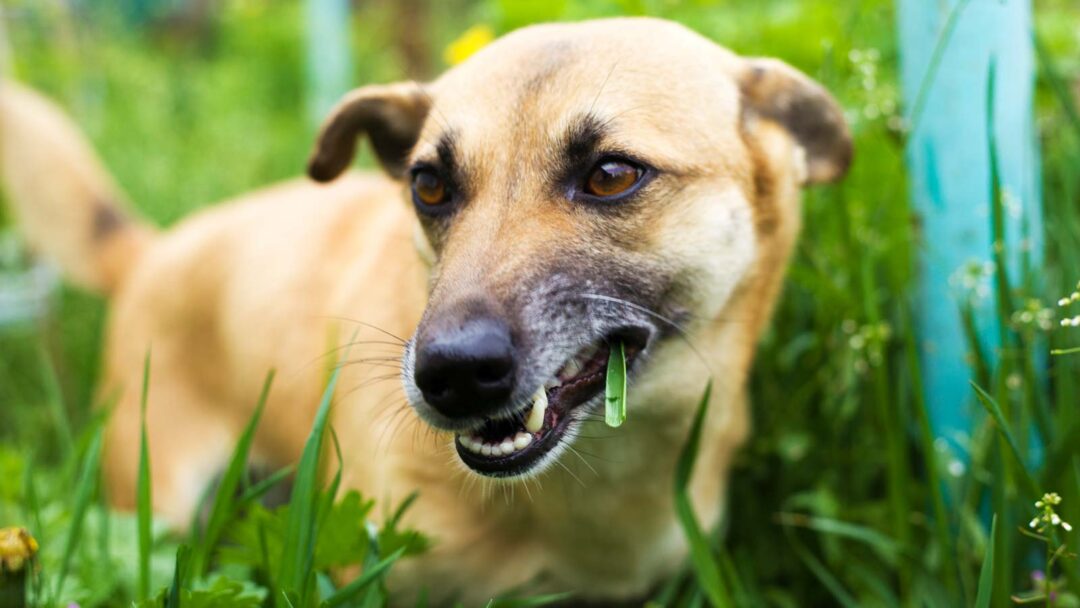 10 Strange Things Dogs Do That Are Actually Perfectly Normal