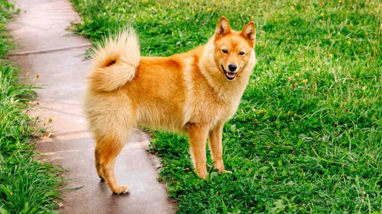 10 Different Tail Wags and the Surprising Messages They Send