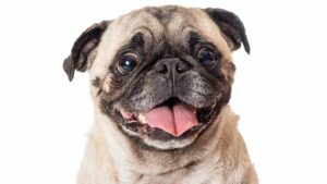 12 Hilarious Moments Only Pug Owners Experience