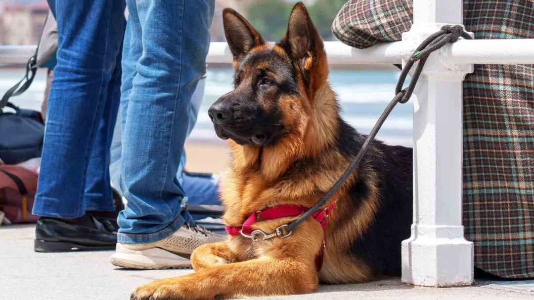 10 Hidden Things You Didn’t Know About Owning A German Shepherd