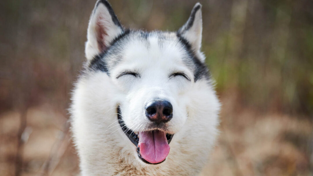 10 Dogs With More Sass Than Your Teenage Kids