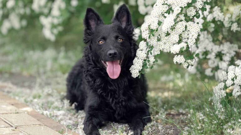 12 Dog Breeds So Rare You’ve Probably Never Seen Them