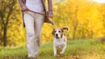 15 Hunting Dogs That Are Born To Track And Retrieve