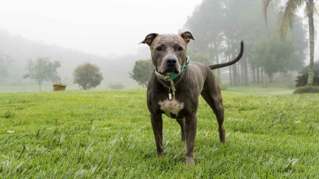 12 Dog Breeds That Look Scary But Are Actually Sweethearts