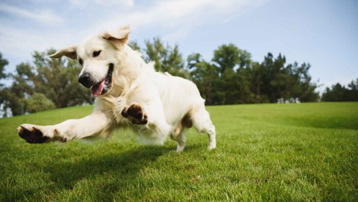 10 Dog Breeds With The Most Hilarious Personalities