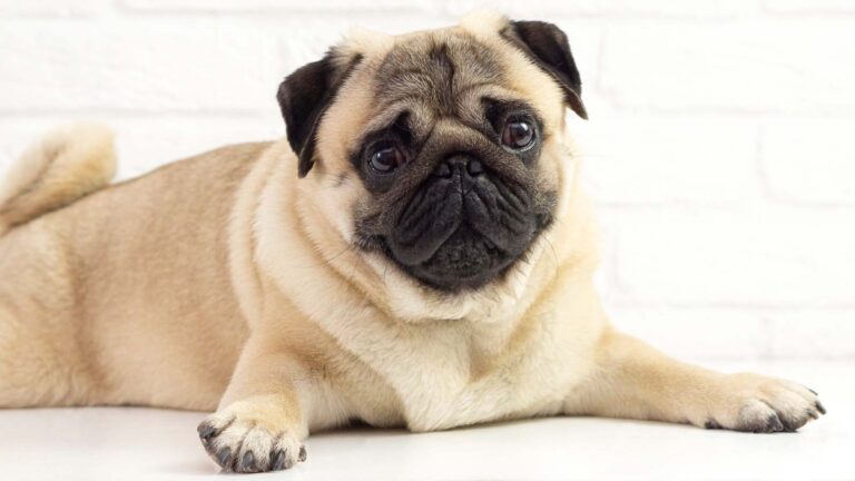 12 Hilarious Moments Only Pug Owners Experience