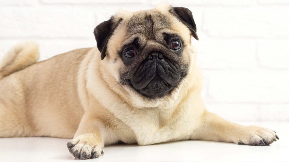 12 Hilarious Moments Only Pug Owners Experience