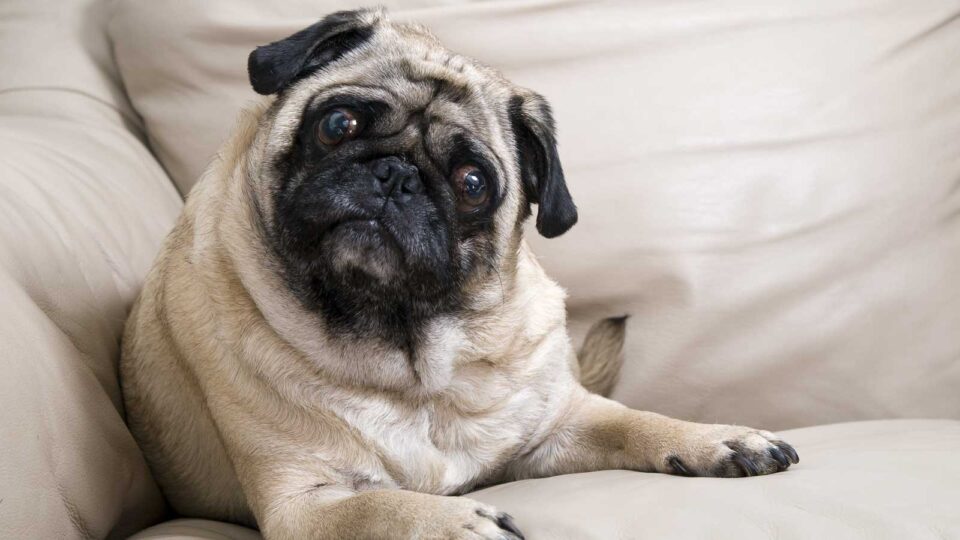 12 Hilarious Moments Only Pug Owners Experience
