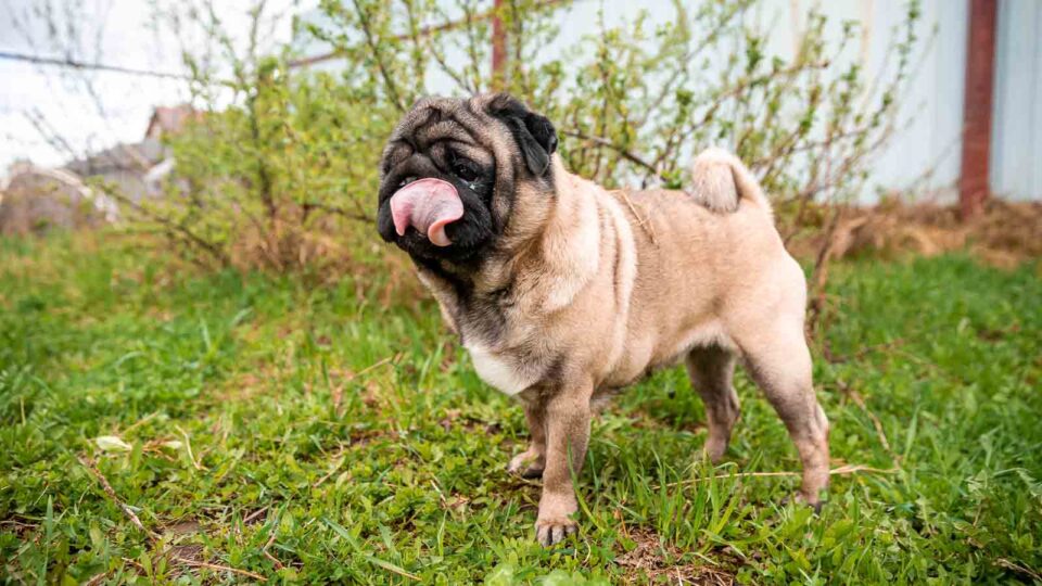 12 Hilarious Moments Only Pug Owners Experience
