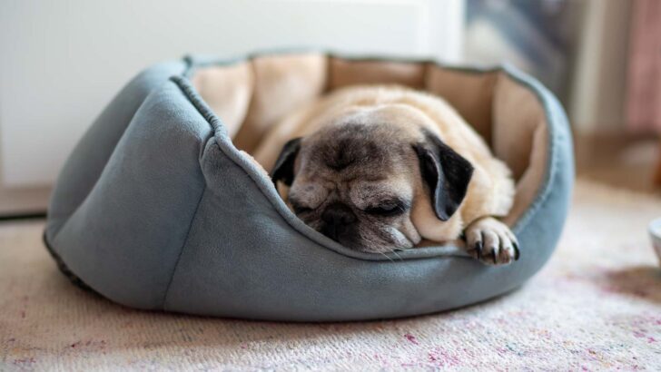 10 Weird Dog Quirks That Actually Make Sense