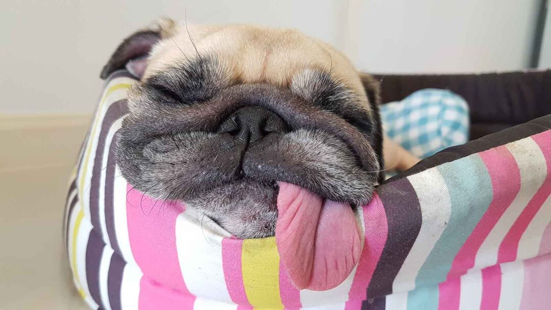 12 Hilarious Moments Only Pug Owners Experience