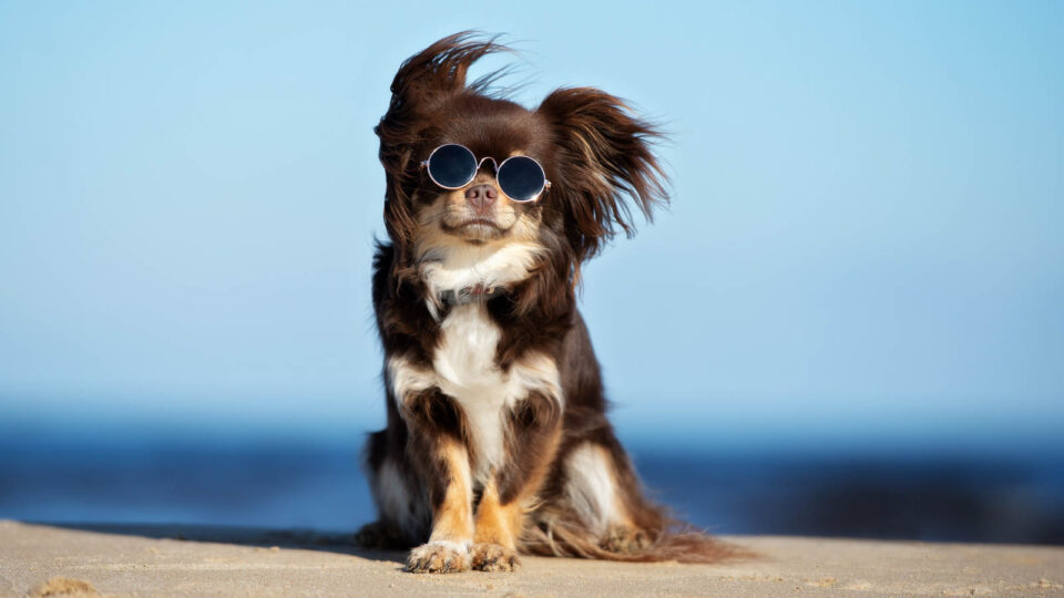 10 Dogs With More Sass Than Your Teenage Kids