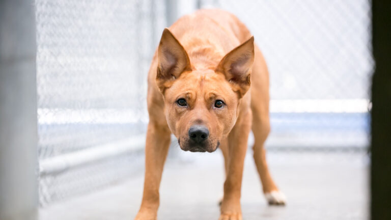 15 Signs Your Dog Is Stressed Out and How To Calm Them Down