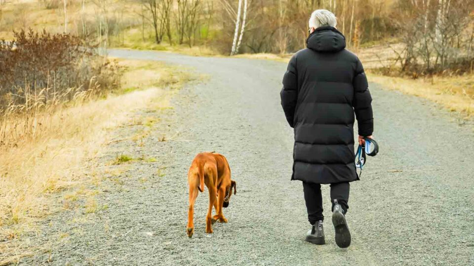 10 Top Tips For Training Your Dog To Walk Off-Leash