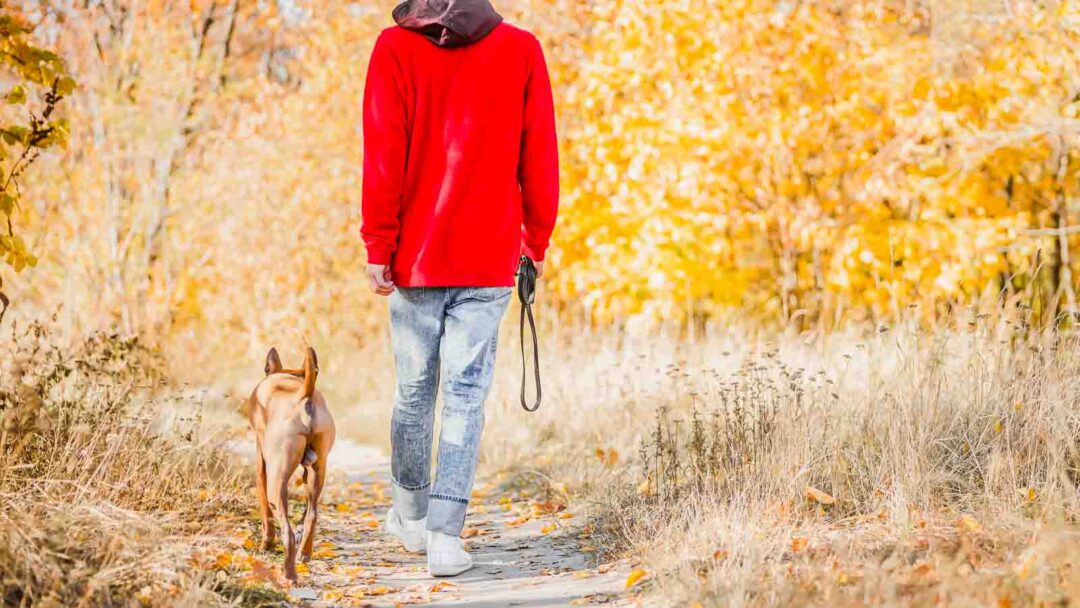 10 Ways to Teach Your Dog to Stay Close Without a Leash