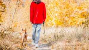 10 Ways to Teach Your Dog to Stay Close Without a Leash