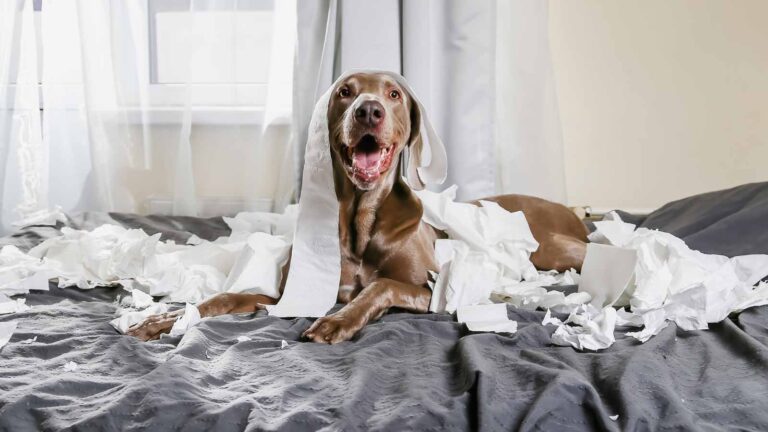 15 Signs Your Dog Is Stressed Out and How To Calm Them Down