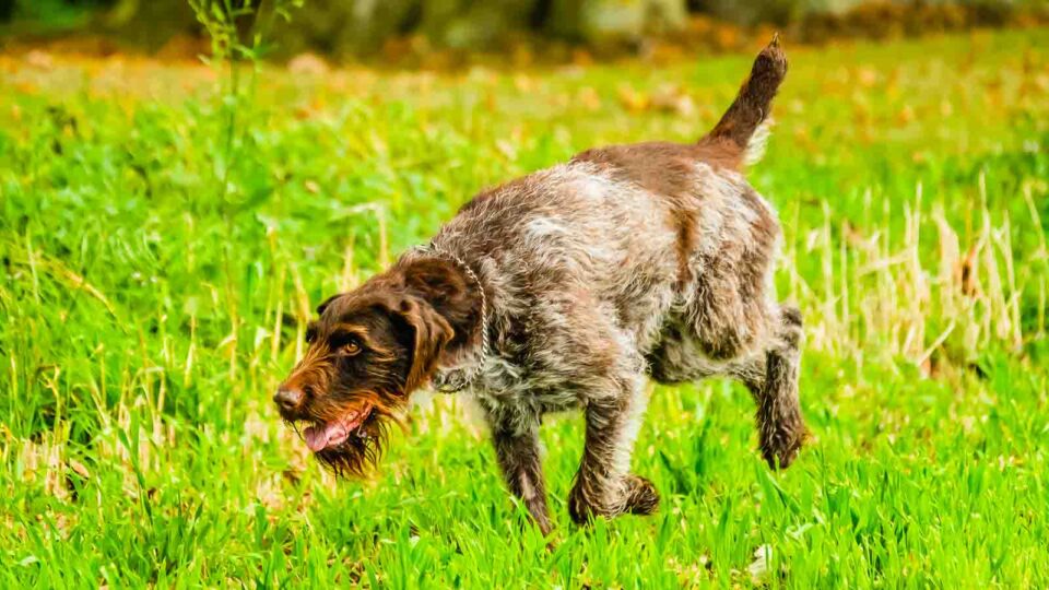 15 Hunting Dogs That Are Born To Track And Retrieve