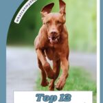 The Fast and Furriest: 12 Of The Speediest Dog Breeds