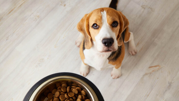 10 Things Behind a Dog’s Constant Begging Habits