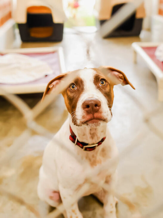 10 Italian Dog Breeds That Prove Italy Does More Than Just Pasta