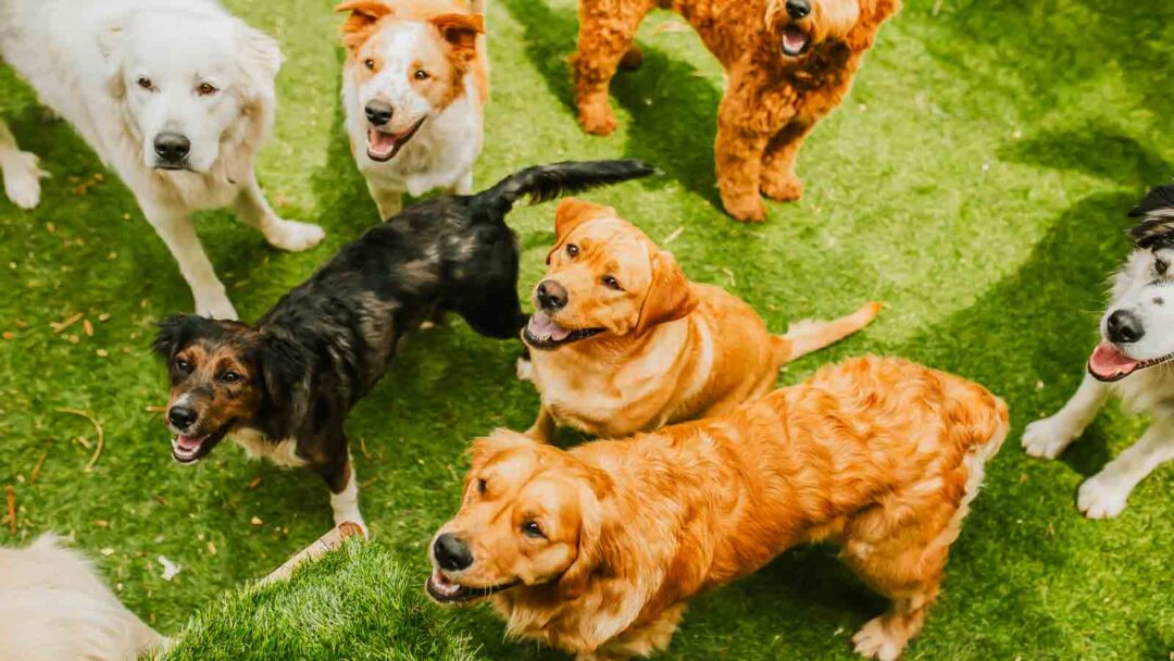 15 Dogs That Always Steal The Spotlight At The Dog Park