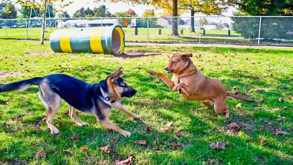 12 Reasons Dogs Sometimes Ignore Commands They Know