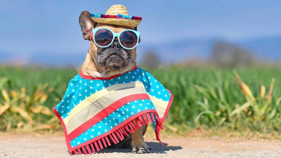 10 Dogs With More Sass Than Your Teenage Kids