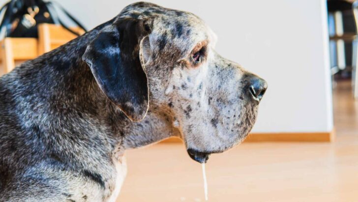 12 Dog Breeds to Check Out If You Love the Brindle Look