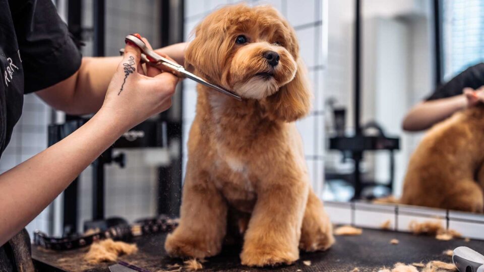 9 Dog Grooming Habits That Are Actually Bad For Your Pet
