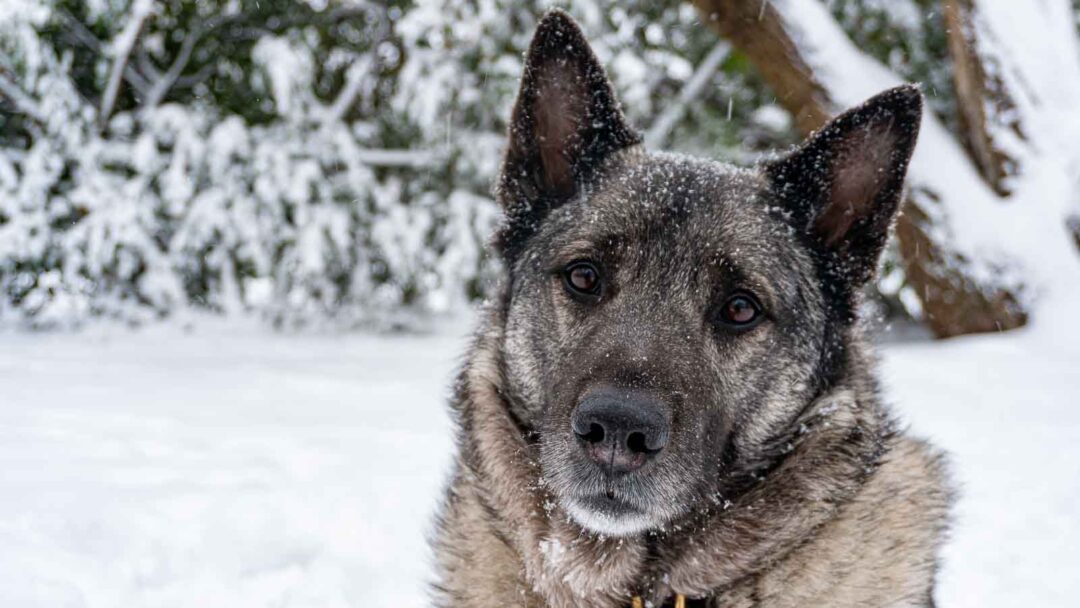 13 Dogs With Extra Toes, Webbed Feet or Other Unique Features That ...