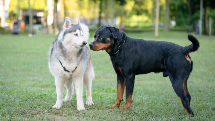 10 Different Tail Wags and the Surprising Messages They Send