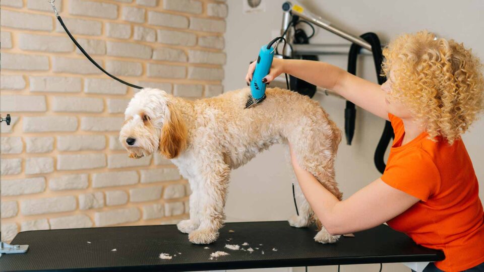 9 Dog Grooming Habits That Are Actually Bad For Your Pet