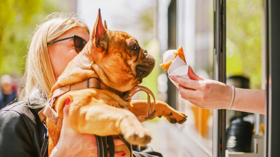 10 Signs You’re Turning Your Dog Into a Little Tyrant