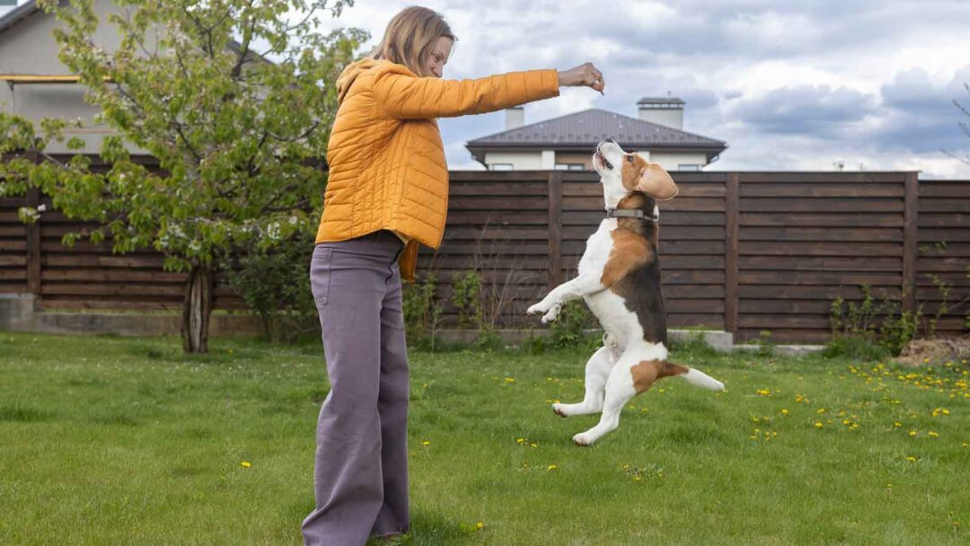 8 Ways You’re Unintentionally Encouraging Bad Behavior In Your Dog