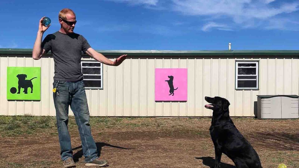 10 Hidden Dangers Of Doggy Daycares