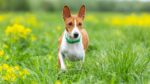 10 Dogs That Were Once Considered Sacred By Ancient Cultures